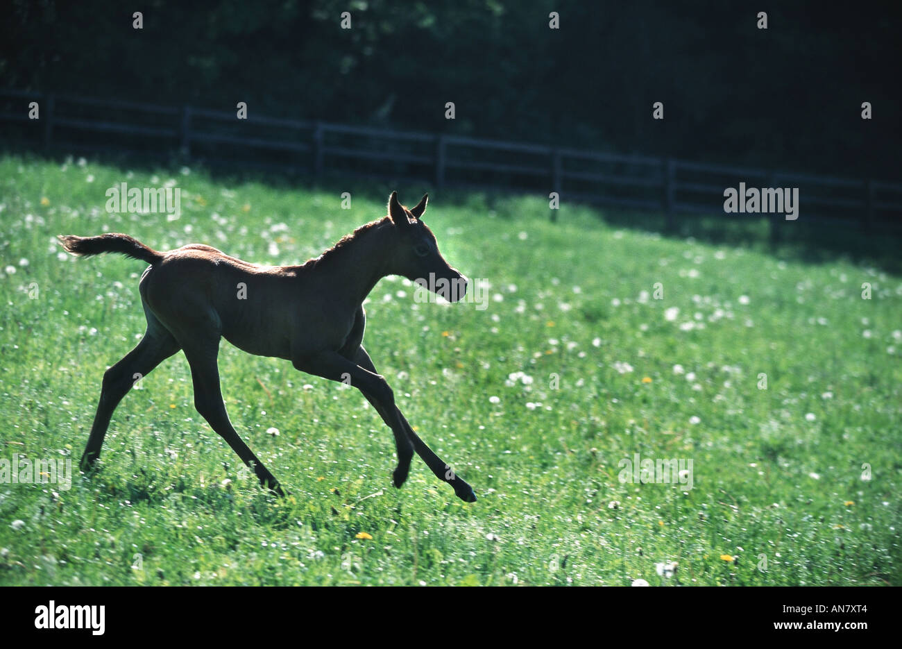 Arabian thorougbred hi-res stock photography and images - Alamy