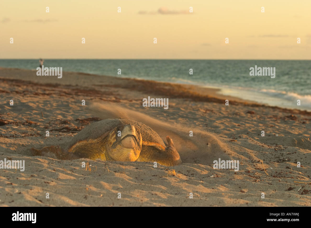Loggerhead sea turtle covering her nest Stock Photo - Alamy