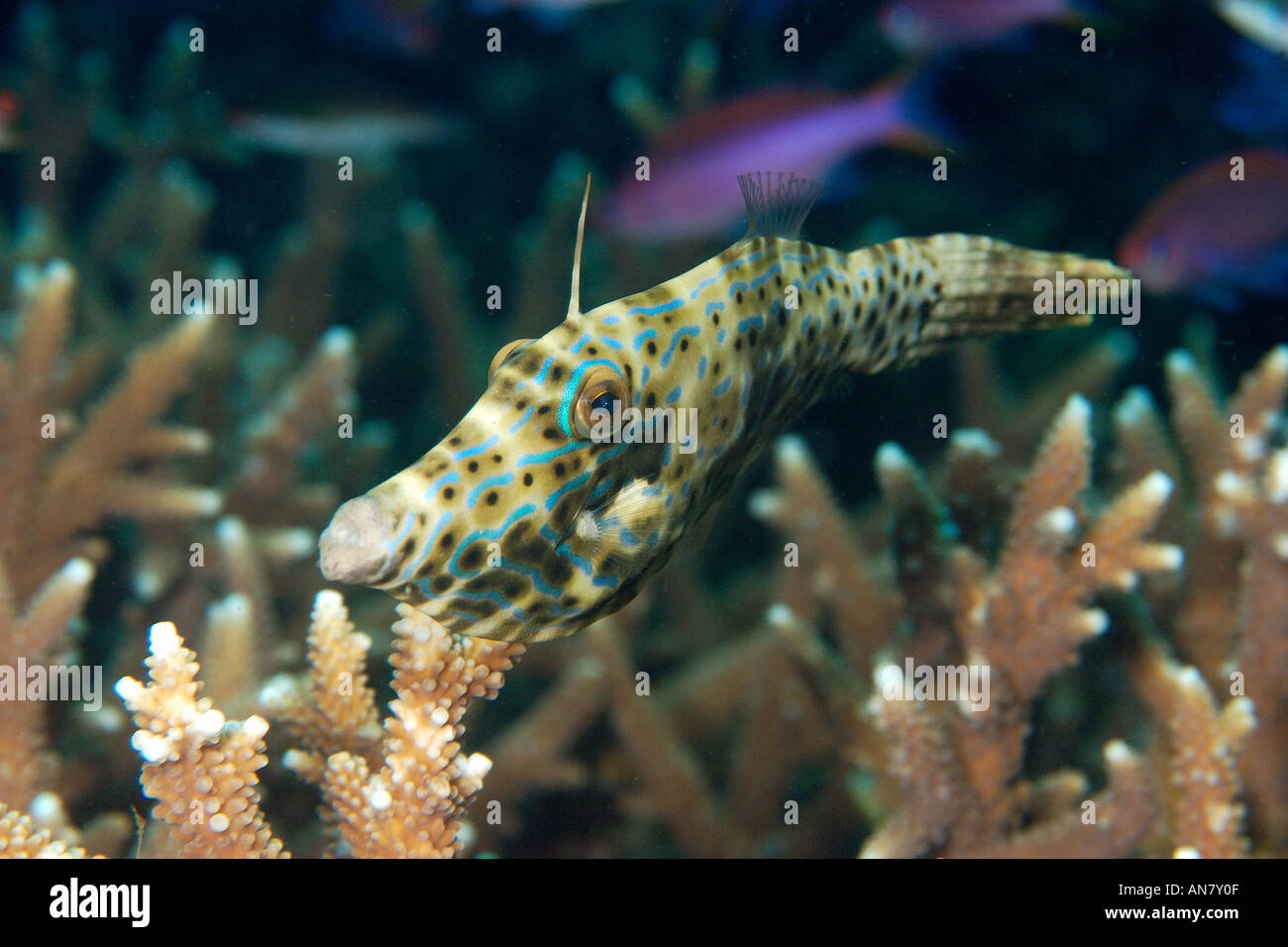 Scrawled filefish Aluterus scriptus Dumaguete Negros Island Philippines ...
