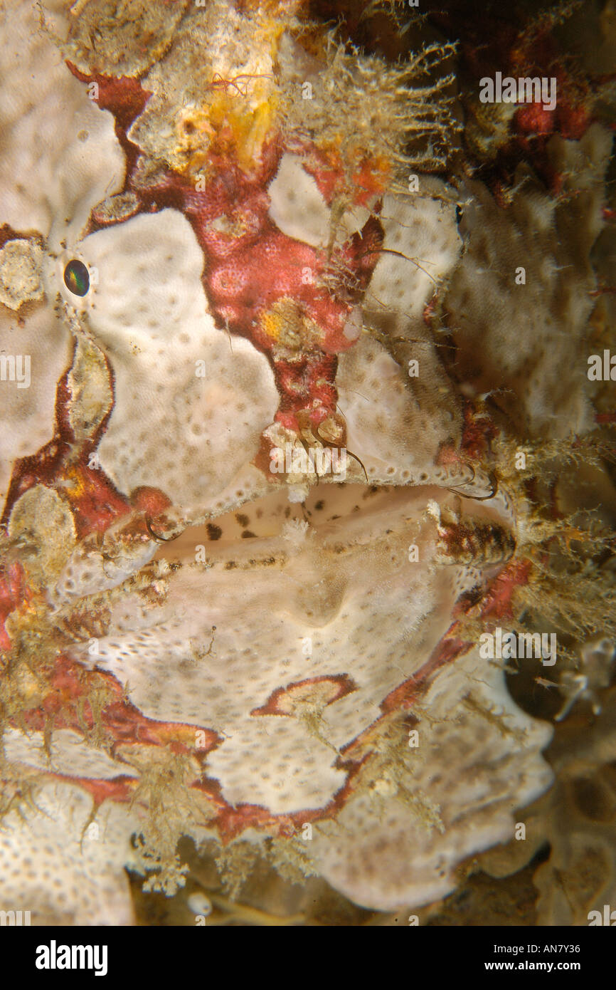 Giant frogfish Antennarius commersoni head detail Puerto Galera Mindoro ...