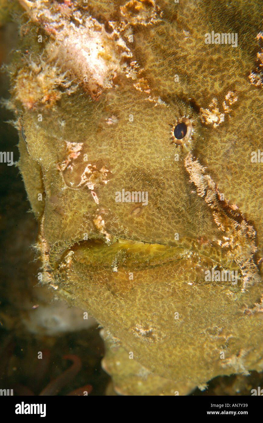 Giant frogfish Antennarius commersoni head detail Puerto Galera Mindoro ...