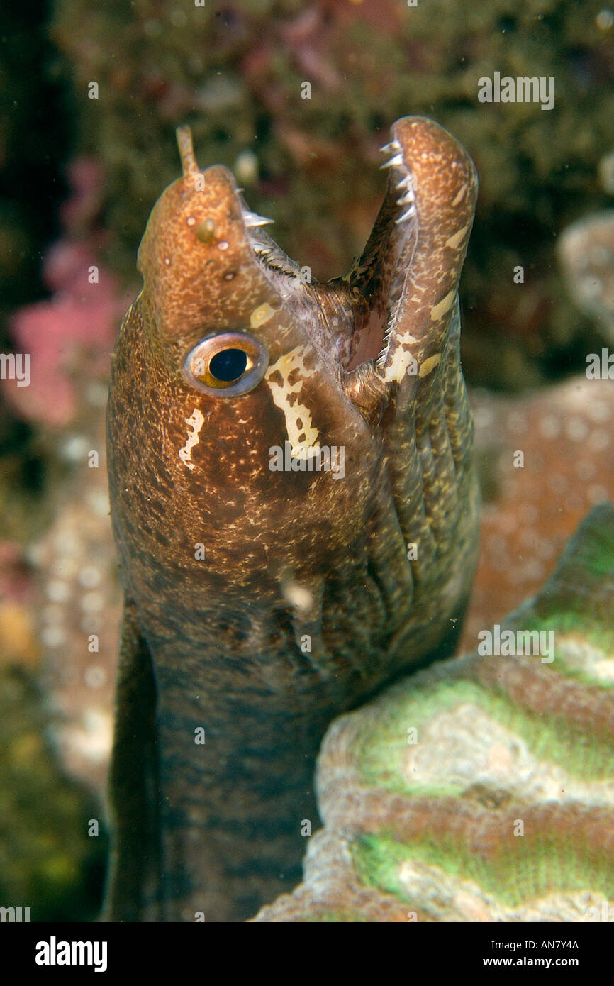 Barred teeth hi-res stock photography and images - Alamy