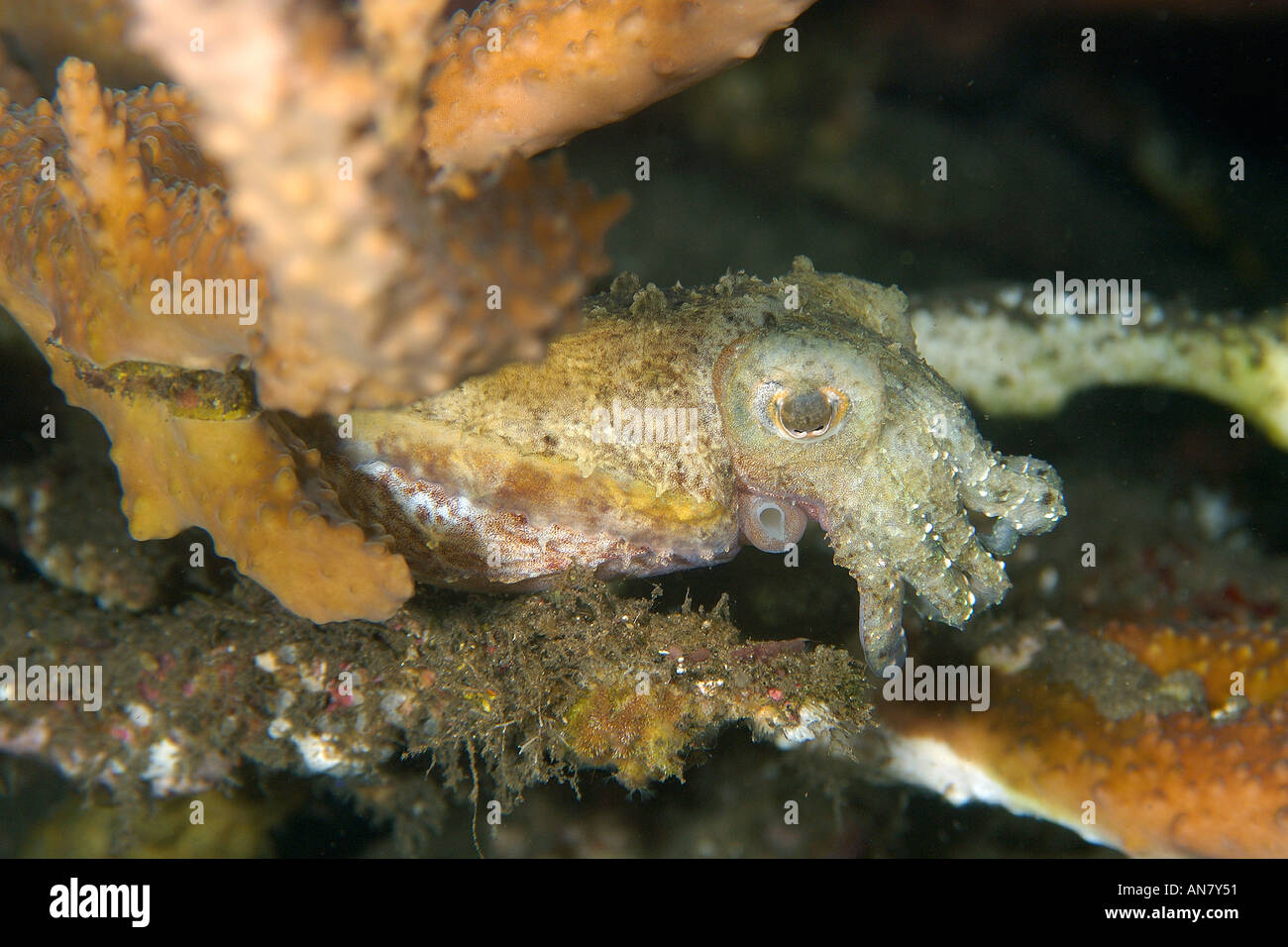 Stumpy spined cuttlefish Sepia bandensis night Dumaguete Philippines ...
