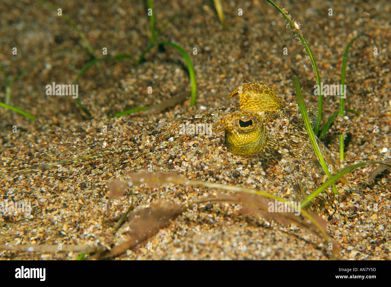 Flat fish sand sole hi-res stock photography and images - Alamy