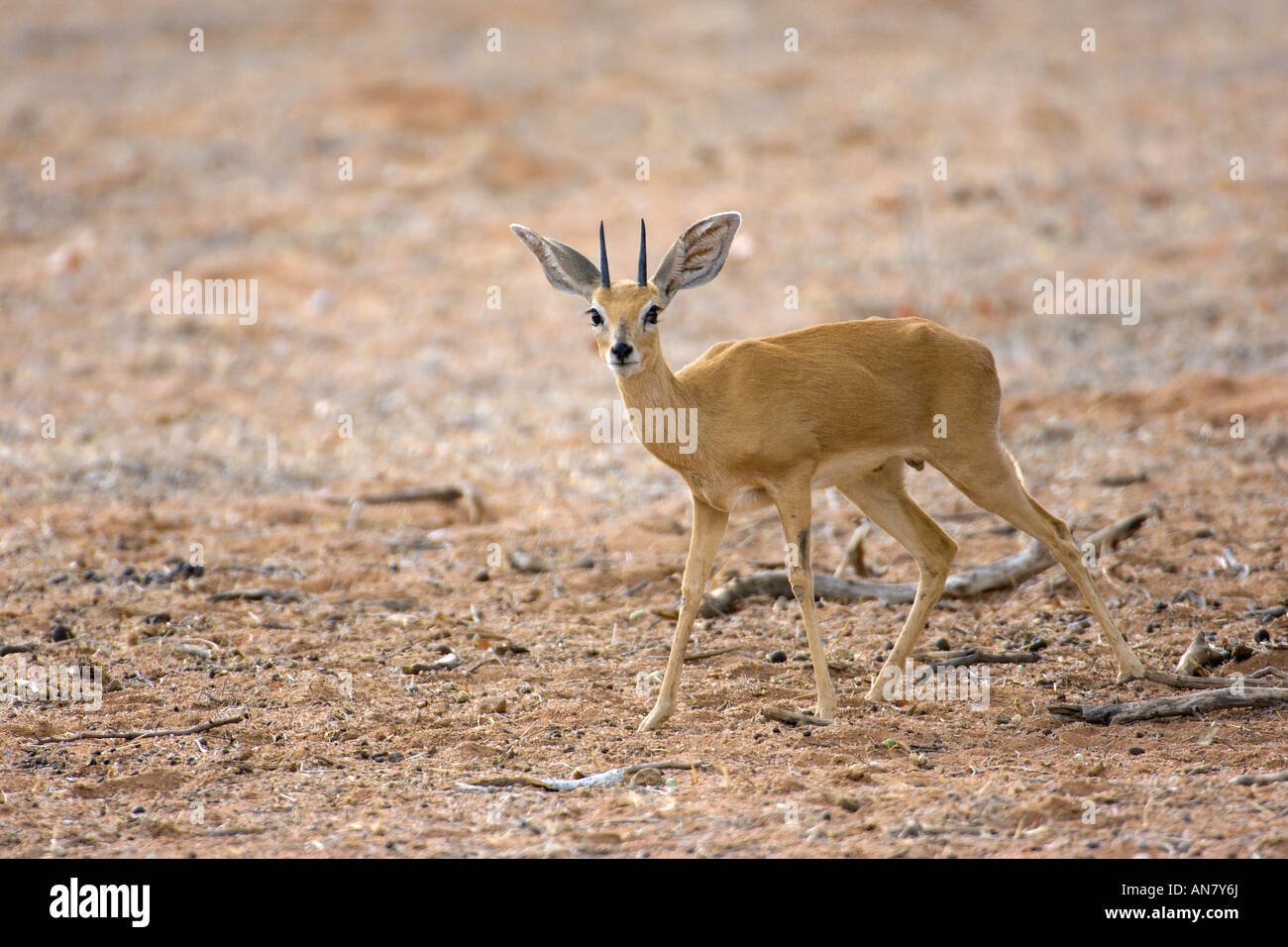 Steenbok raphicerus campestris buck hi-res stock photography and images ...