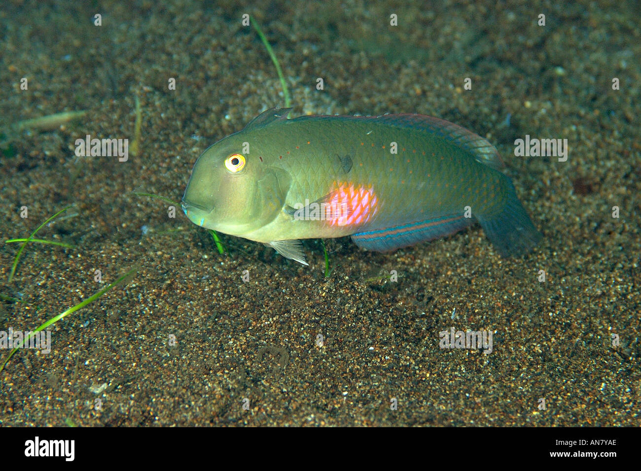 Iniistius pentadactylus hi-res stock photography and images - Alamy
