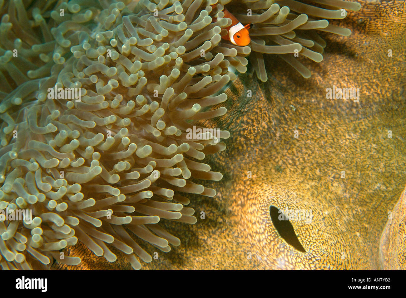 False clown anemonefish Amphiprion ocellaris perching over giant clam ...