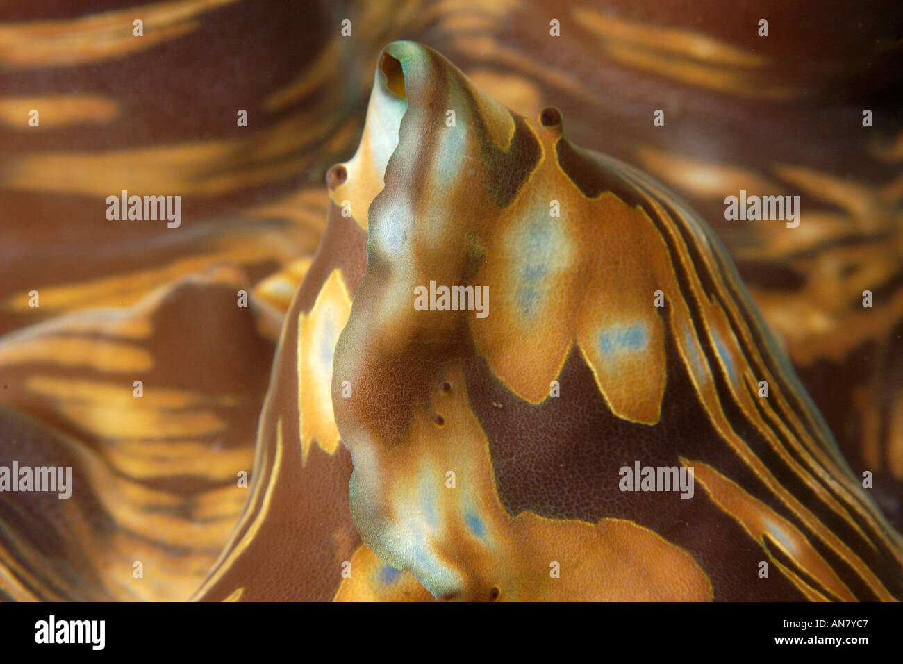 Giant clam Tridacna sp detail of mantle and eyes Dauin Negros ...