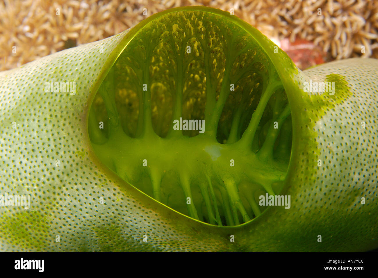 Ascidian Didemnum molle oscule detail Dauin Negros Philippines Stock ...