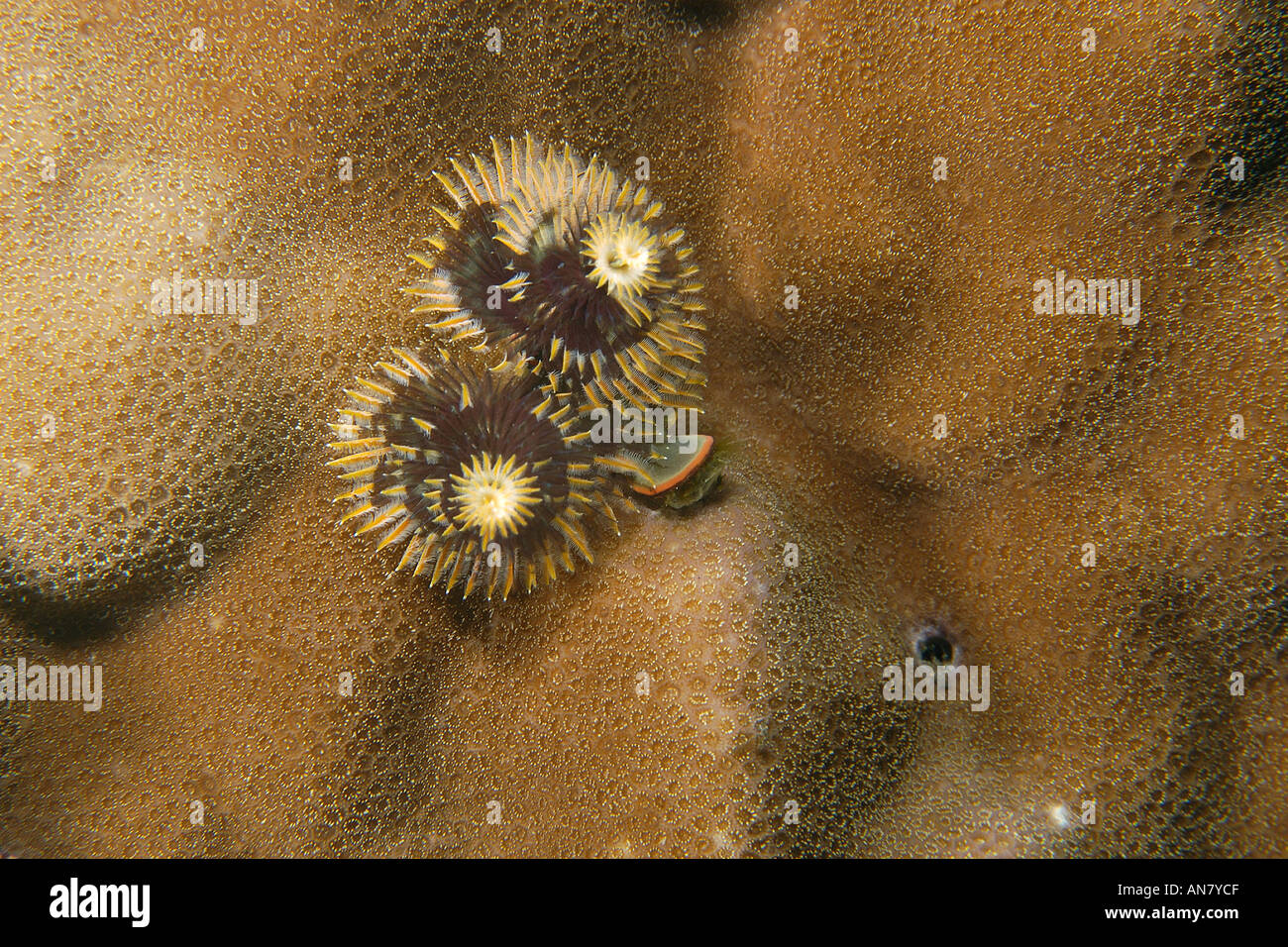 Christmas tree worms Spirobranchus giganteus on hard coral Dauin Negros ...