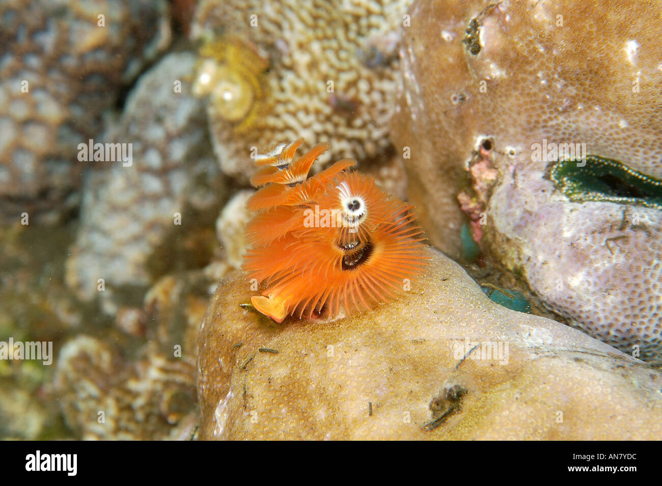 Polychaete Worm High Resolution Stock Photography and Images - Alamy