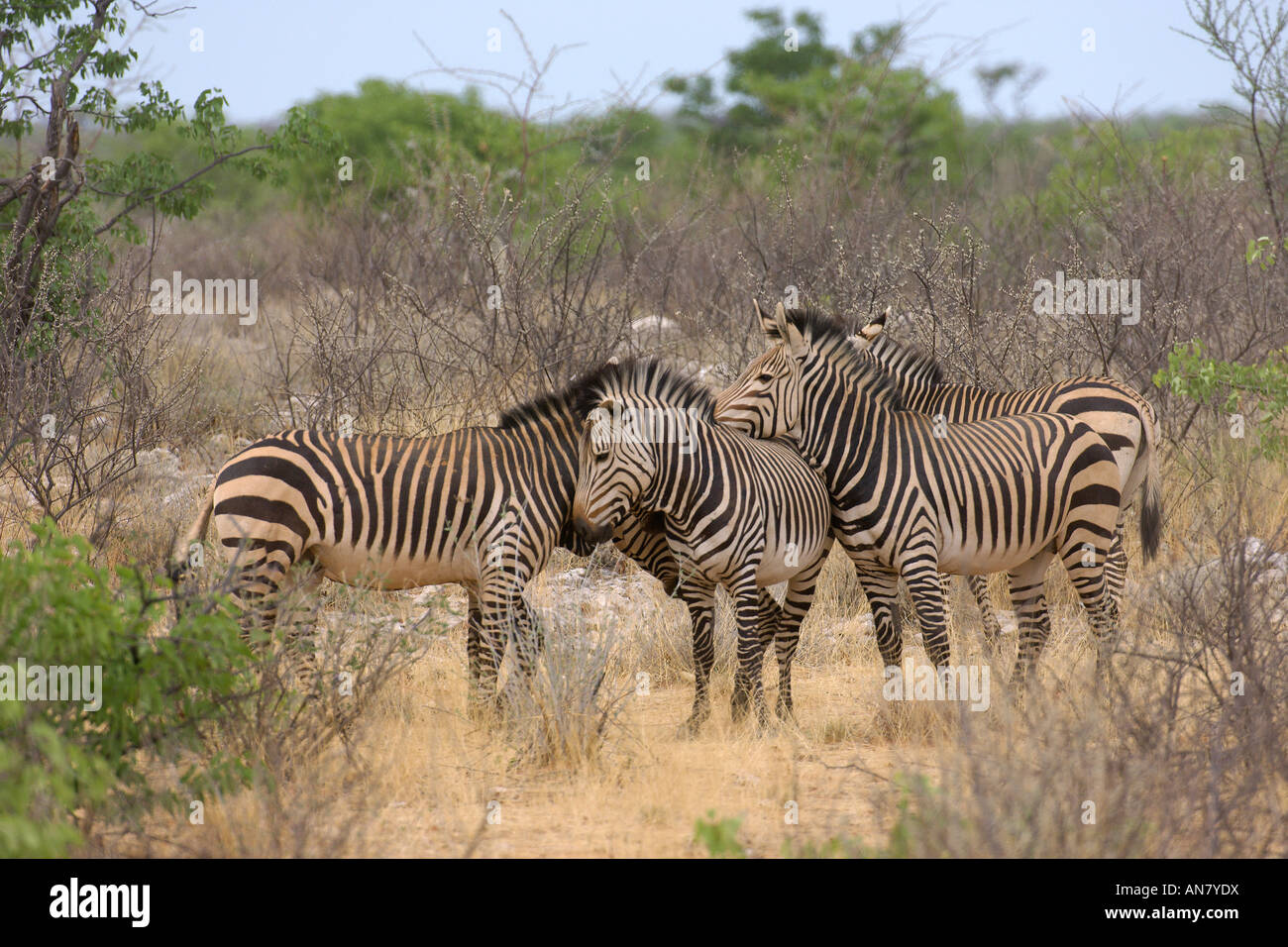 Herd of Hartmann s mountain zebra Equus zebra hartmanni Etosha National ...