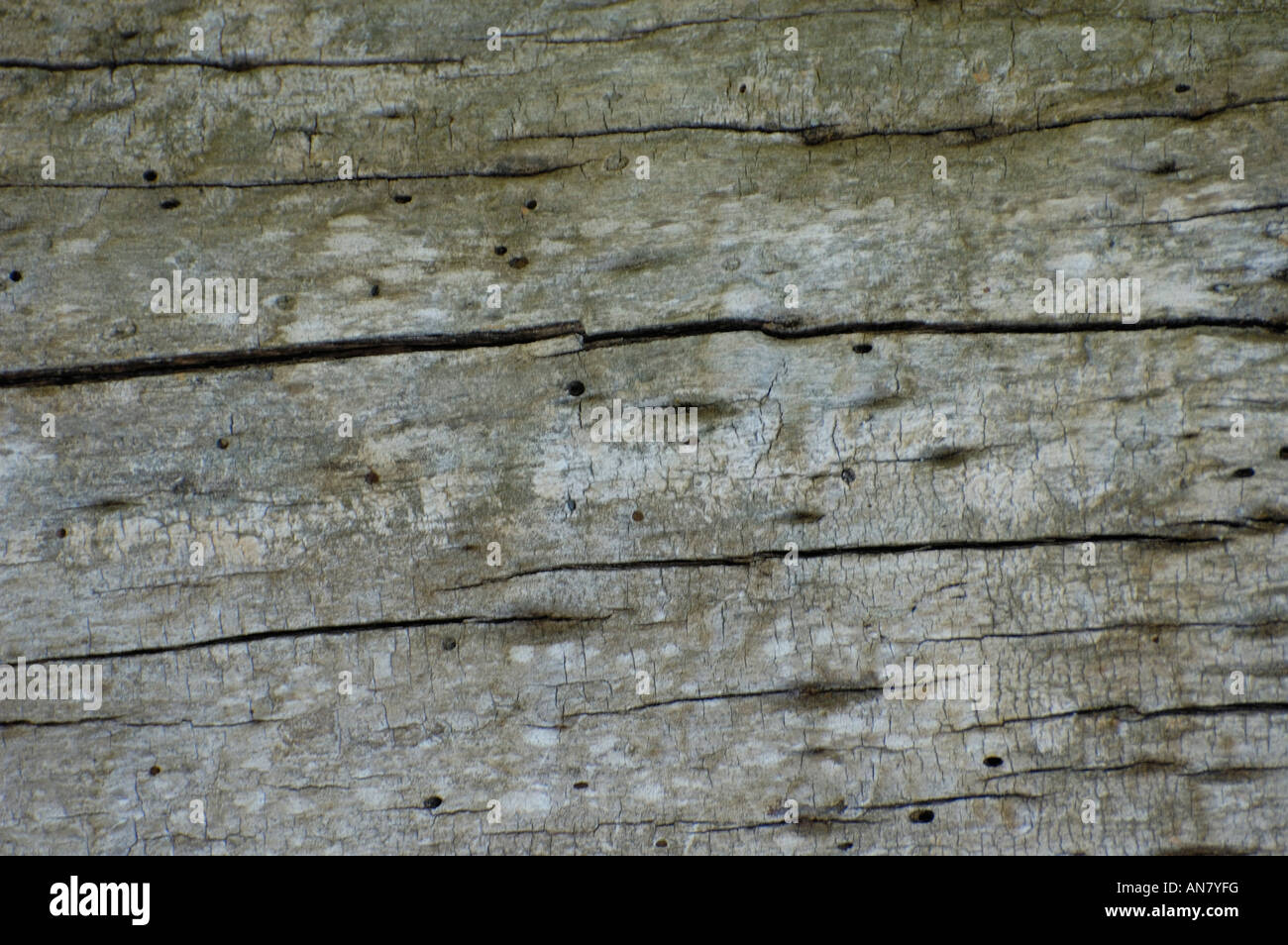 Texture and patterns in weathered and cracked wood with small worm ...