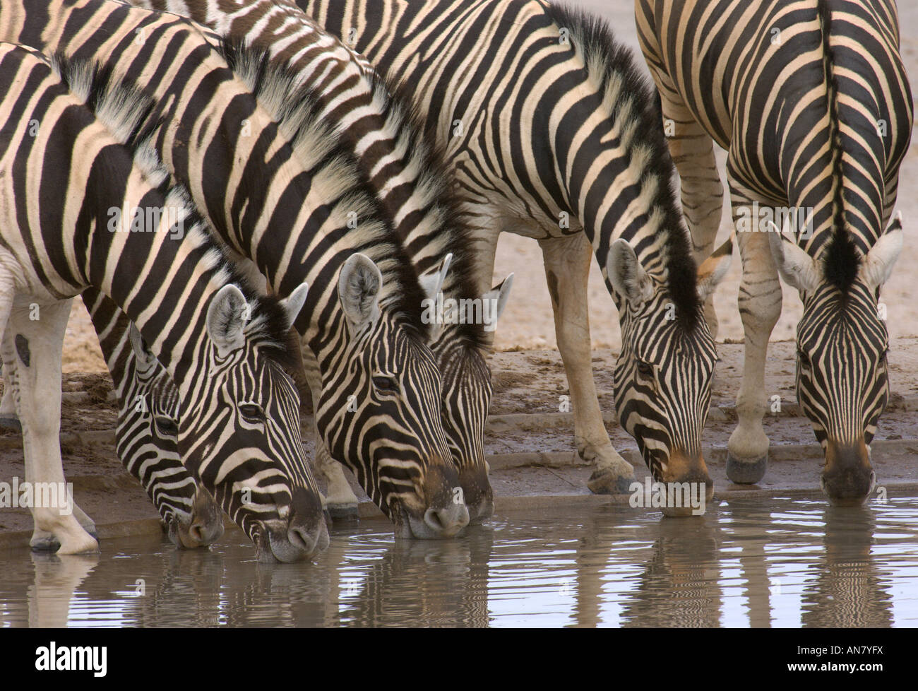 Herd of Hartmann s mountain zebra Equus zebra hartmanni drinking at ...