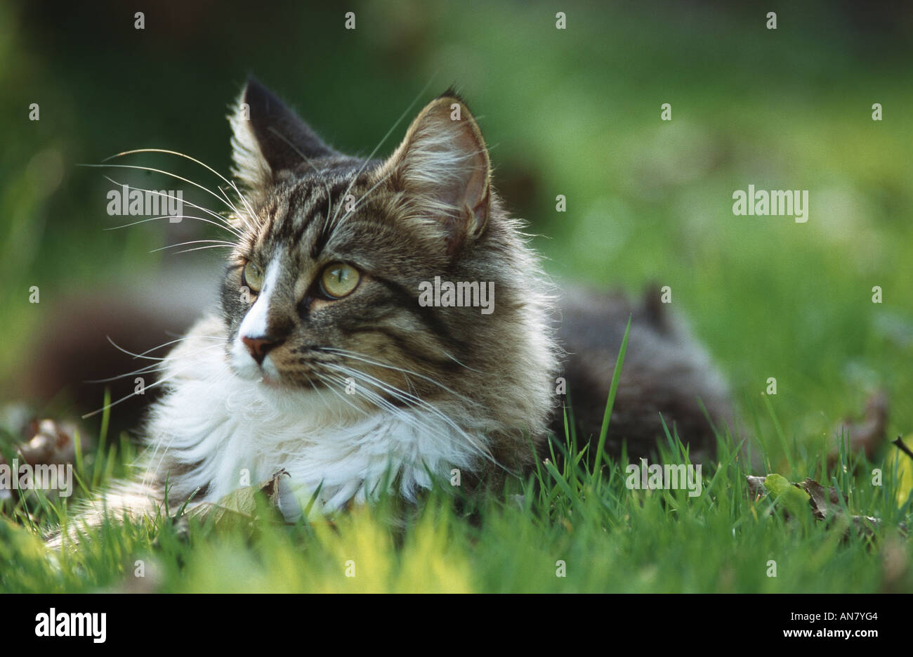 domestic cat, house cat, Norwegian Forest cat (Felis silvestris f ...