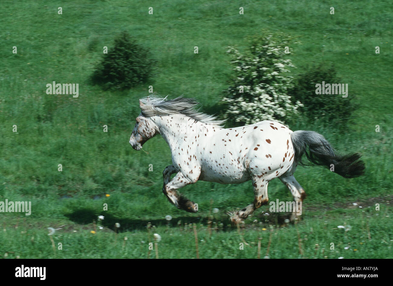 Knabstrupper hi-res stock photography and images - Alamy