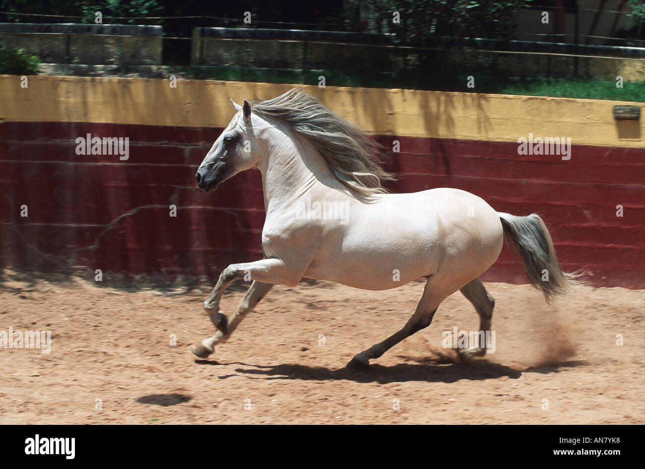 Lusitanian horses hi-res stock photography and images - Alamy