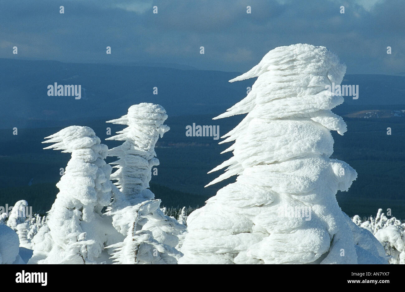 Norway spruce (Picea abies), snow covered trees Stock Photo - Alamy