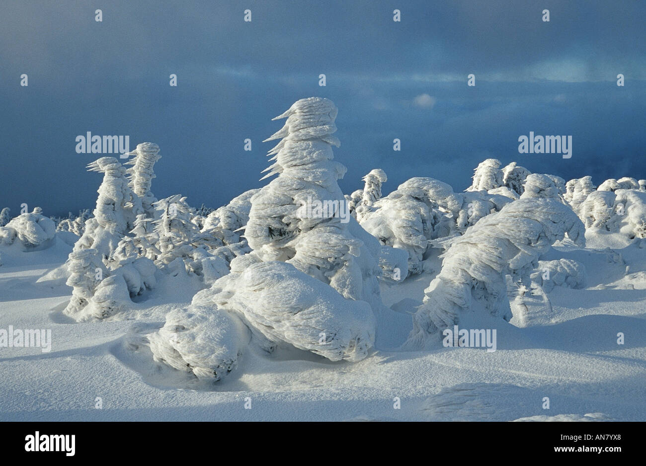 Norway spruce (Picea abies), snow covered trees on the Brocken, Germany ...