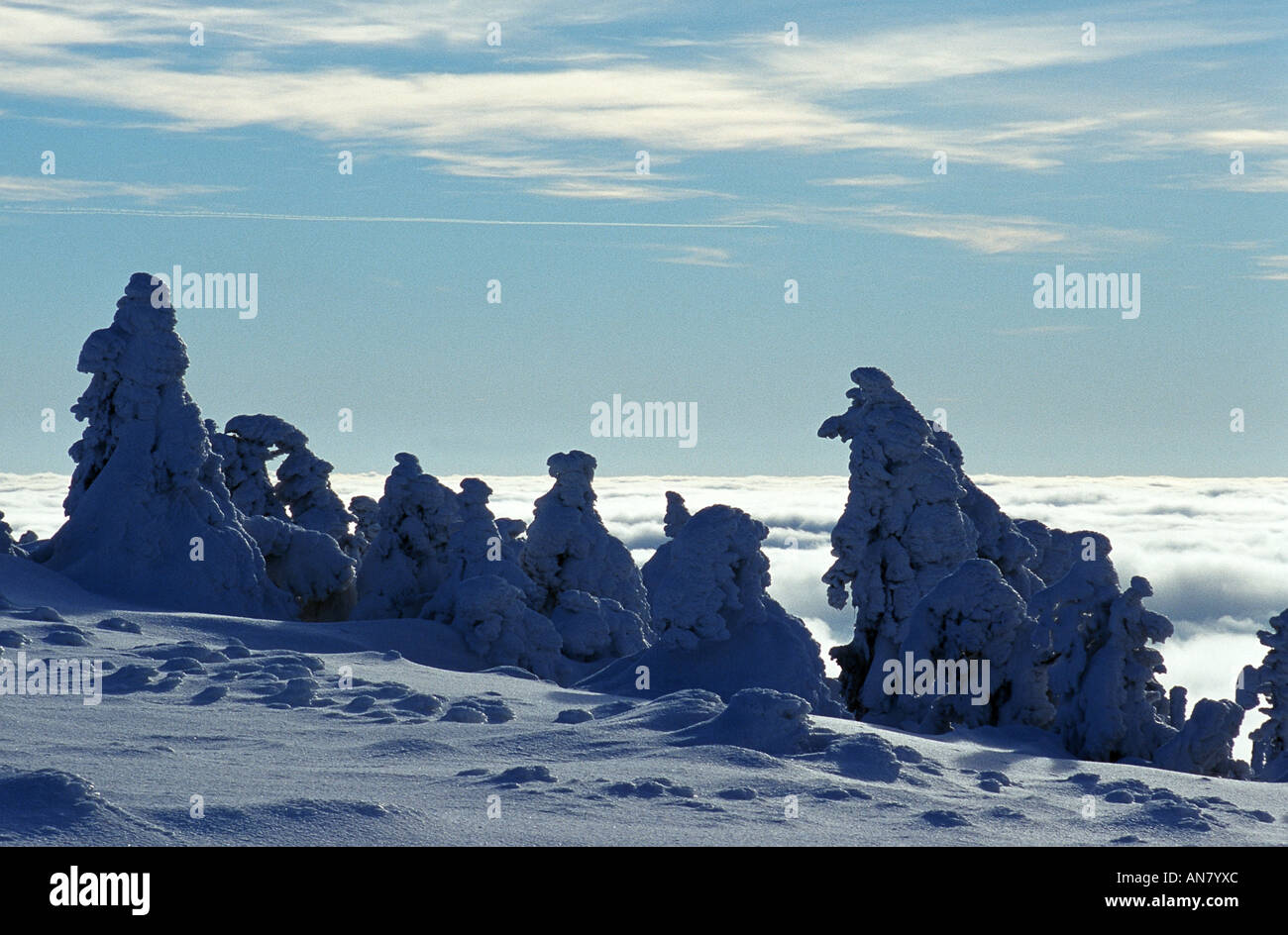 Norway spruce (Picea abies), snow covered trees on the Brocken, Germany ...