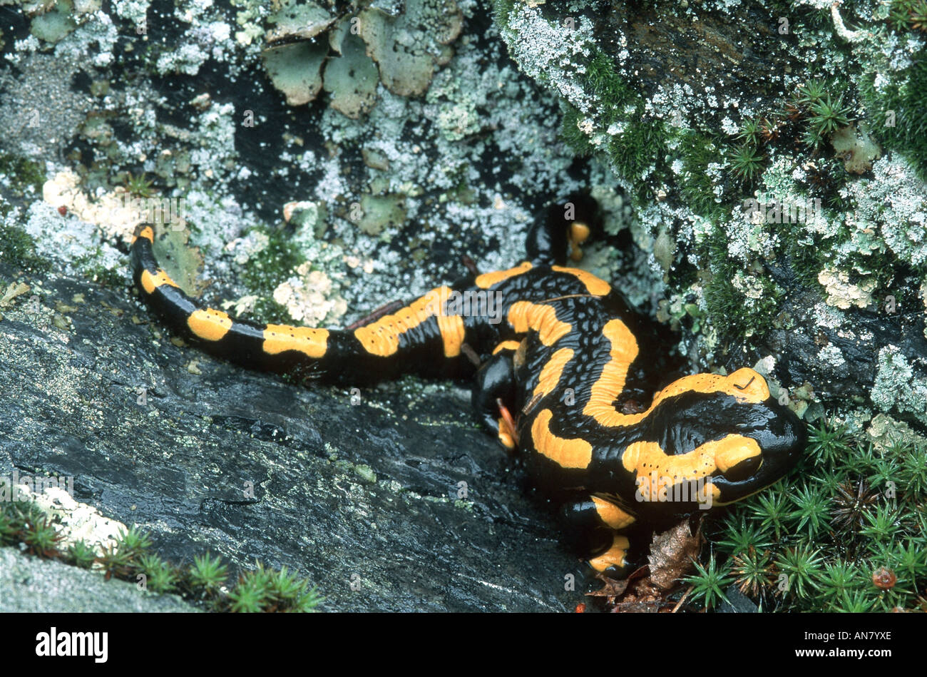 European fire salamander (Salamandra salamandra), Germany Stock Photo ...