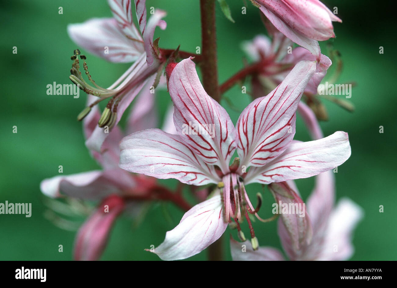 Dictamnus albus seed hi-res stock photography and images - Alamy