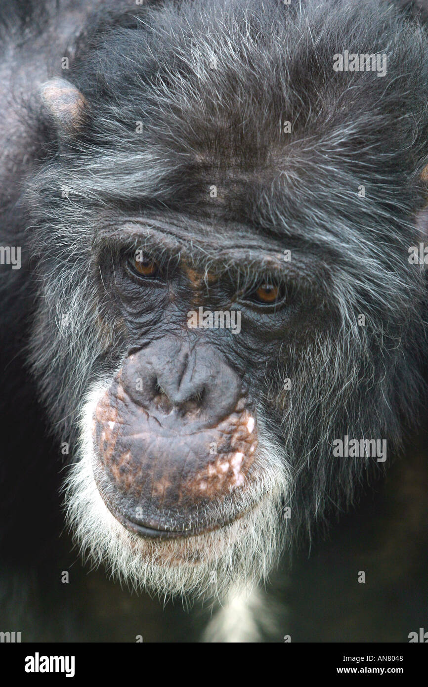Headshot of an elderly chimpanzee Stock Photo - Alamy
