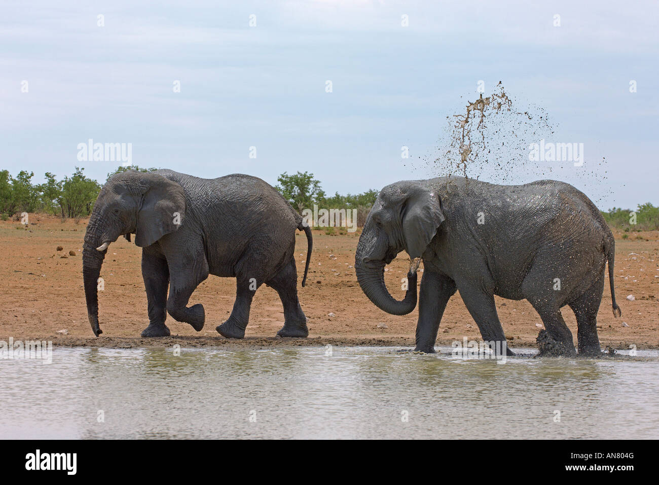 African elephant Loxodonta africana bulls cooling off at water hole ...