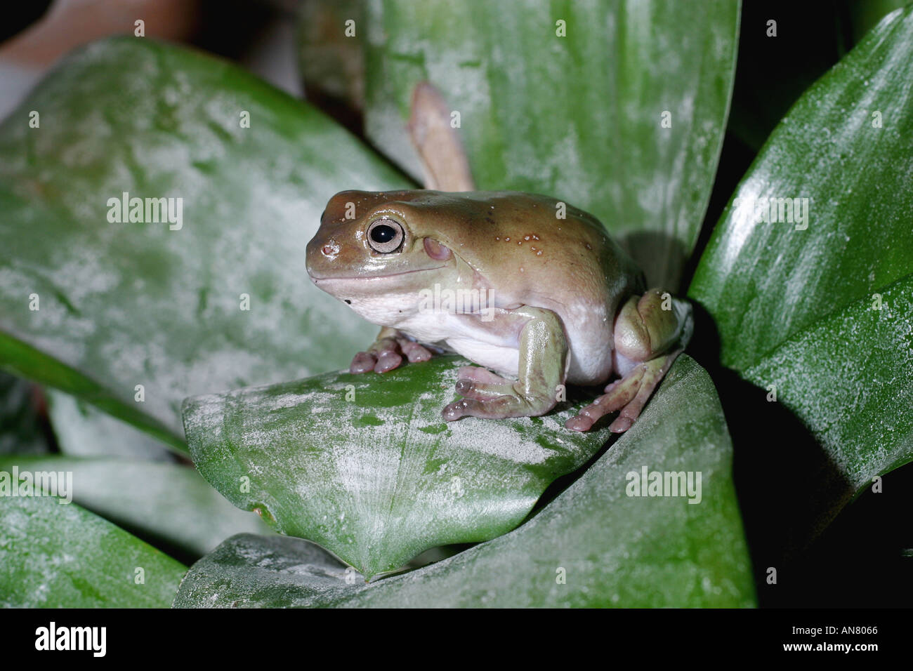 whites tree frog Stock Photo - Alamy