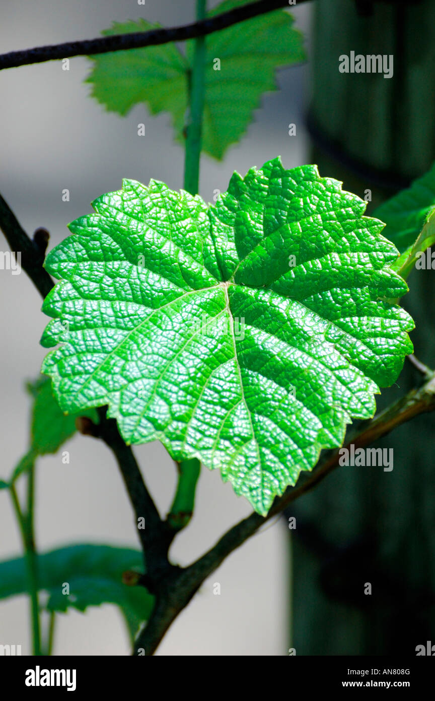 Grapevine Leaf in the Sunlight Stock Photo - Alamy
