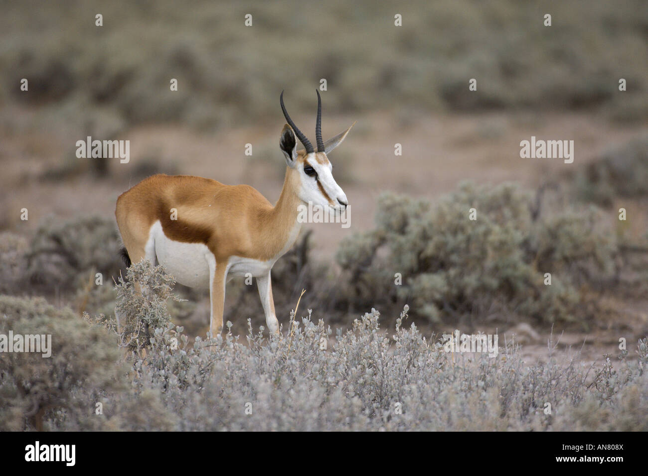 African antelope bok hi-res stock photography and images - Alamy