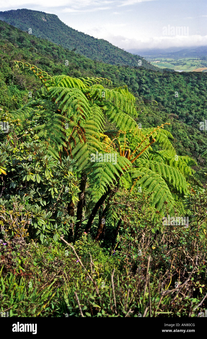 Verdant slopes with tree ferns on the hill sides of Horton Plains ...
