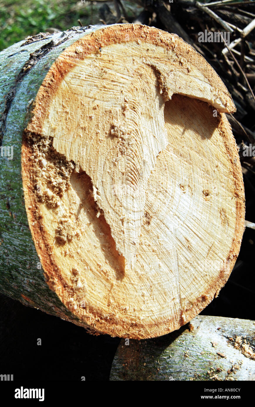 A piece of cutted tree trunk Stock Photo - Alamy