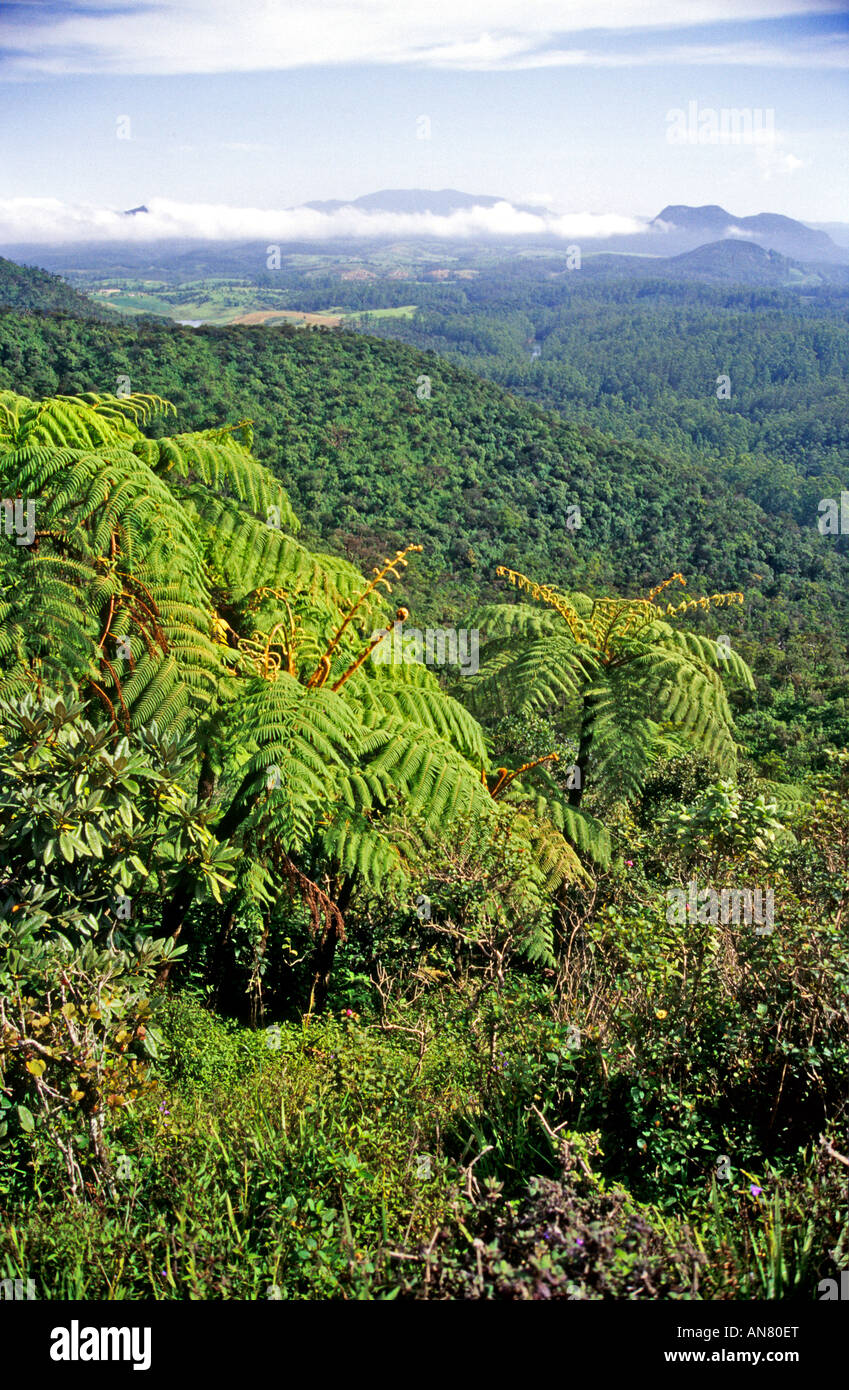 Verdant slopes with ferns on the hill sides near Horton Plains Nuwara ...