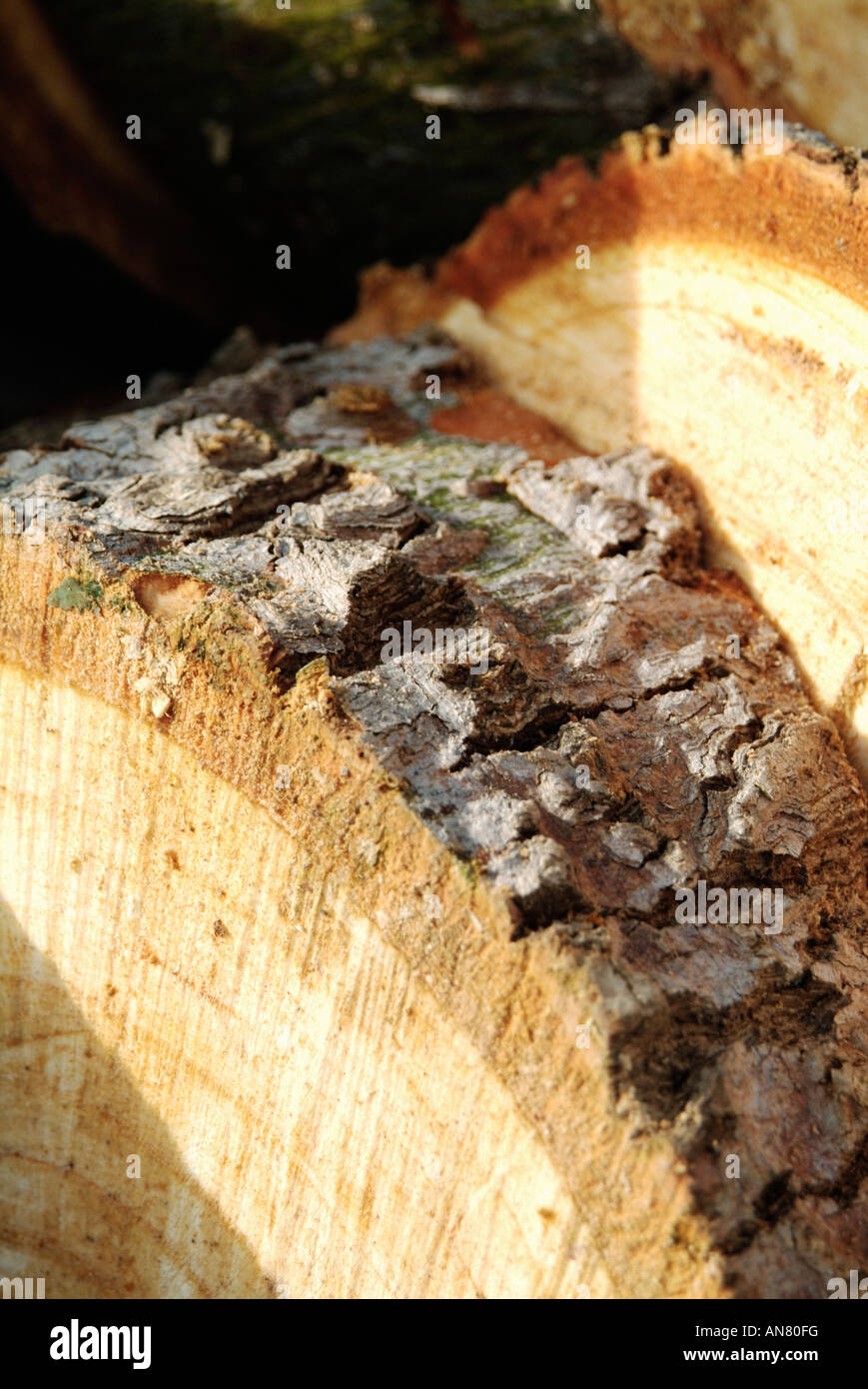 Pieces of cutted tree trunk Stock Photo - Alamy