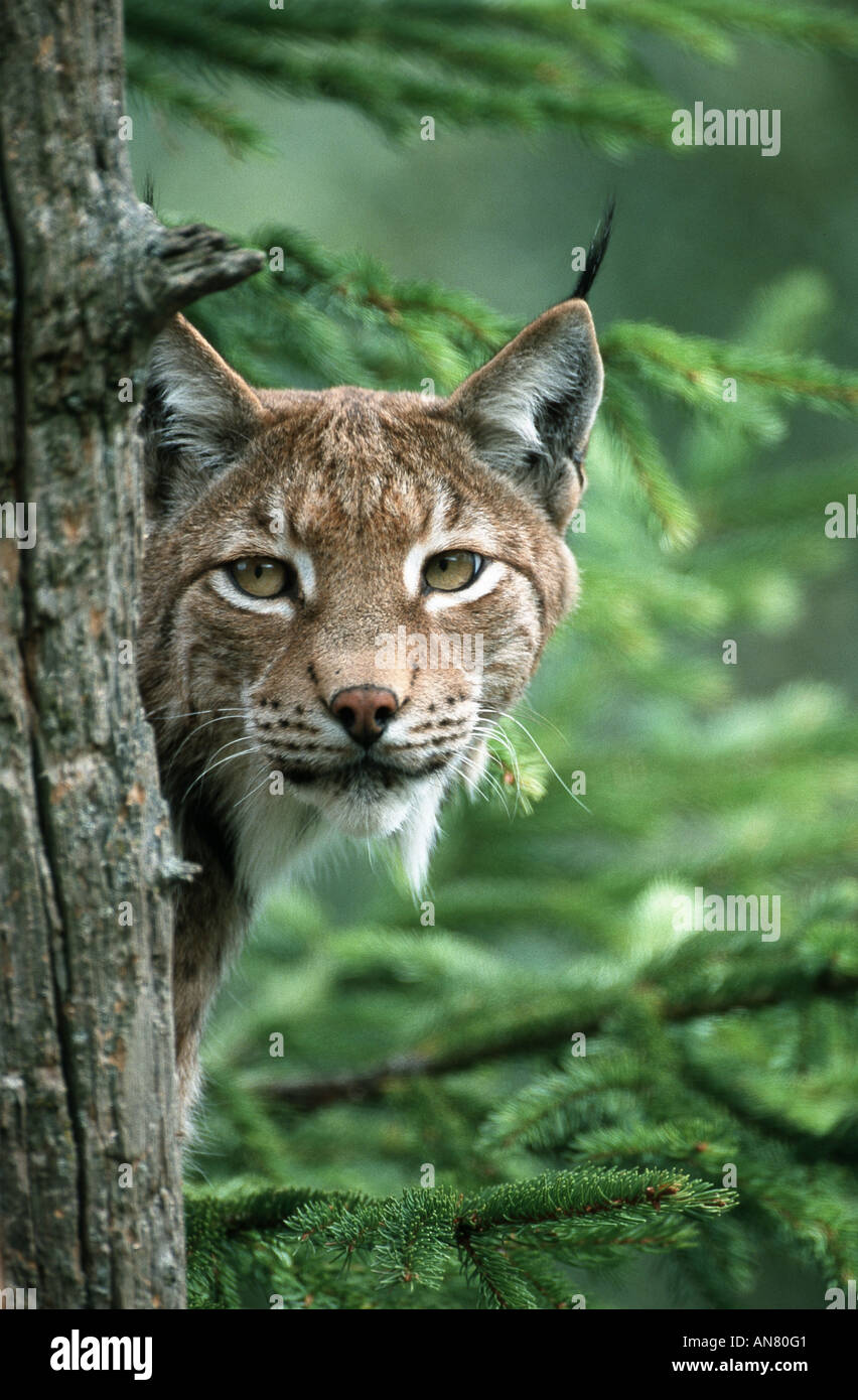 Eurasian lynx (Lynx lynx), watching from behind tree, portrait, Austria ...