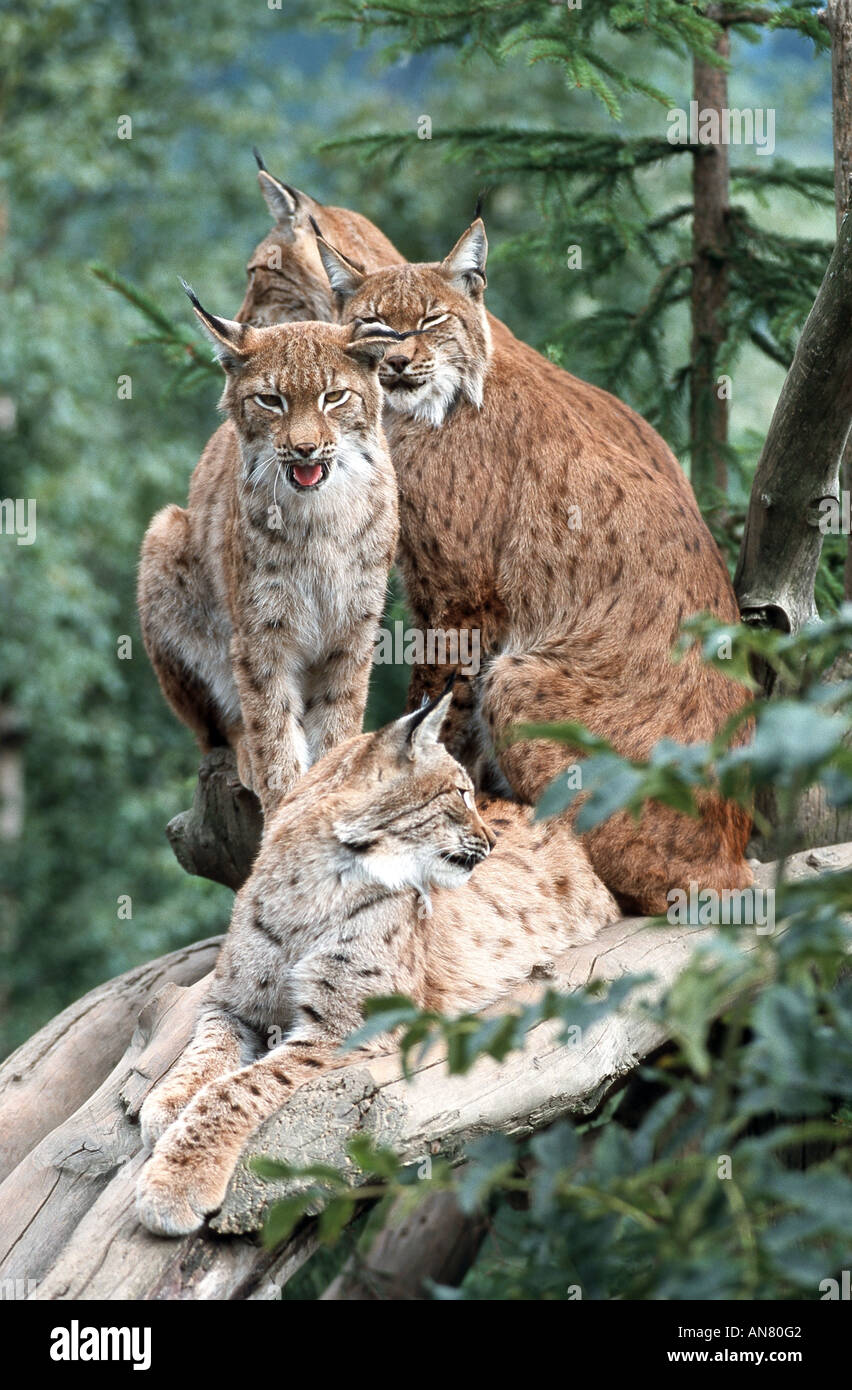 Eurasian lynx (Lynx lynx), group, sitting on trunk, Austria, NP Hohe ...