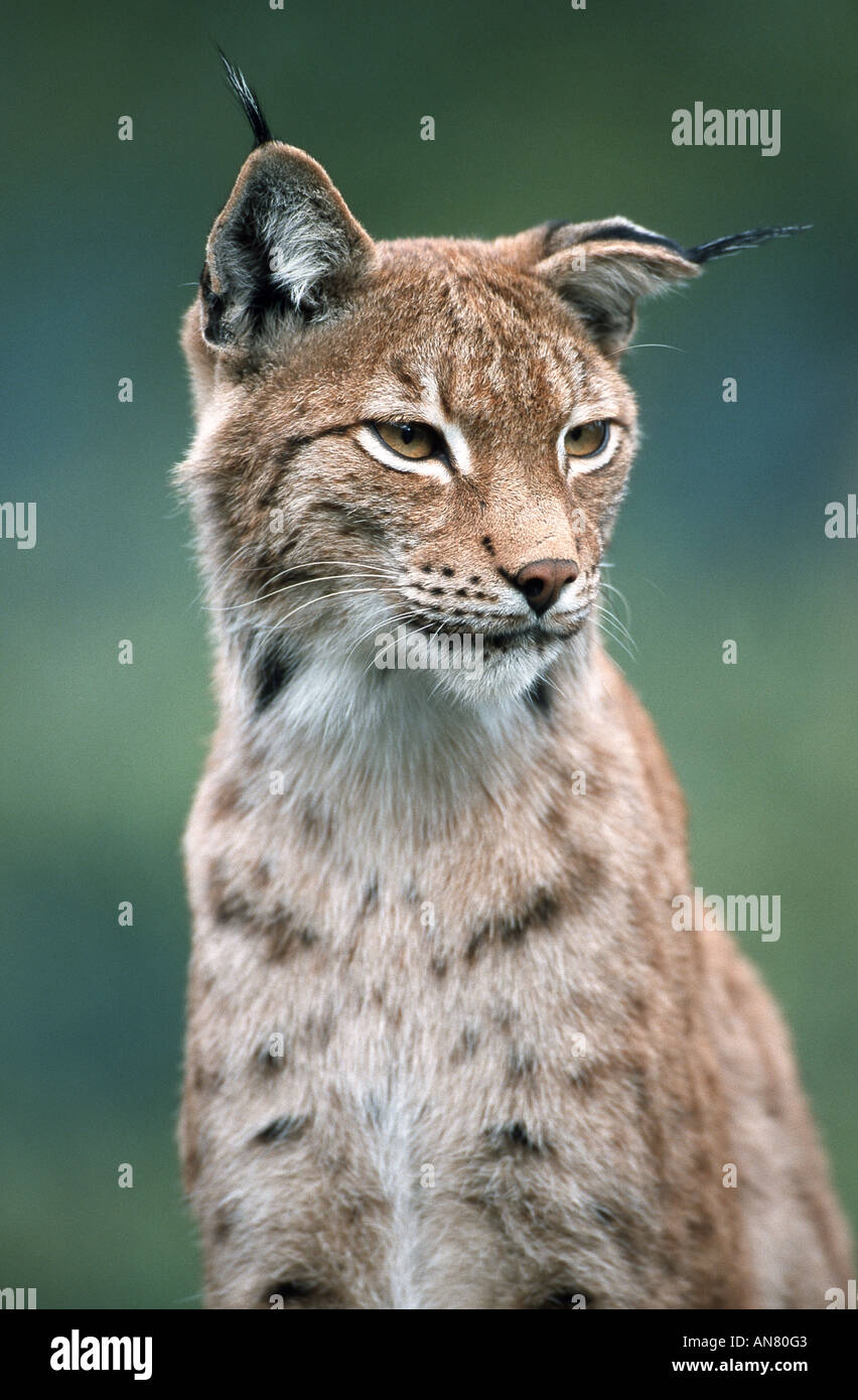 Eurasian lynx (Lynx lynx), portrait of a lynx, Austria, NP Hohe Tauern ...