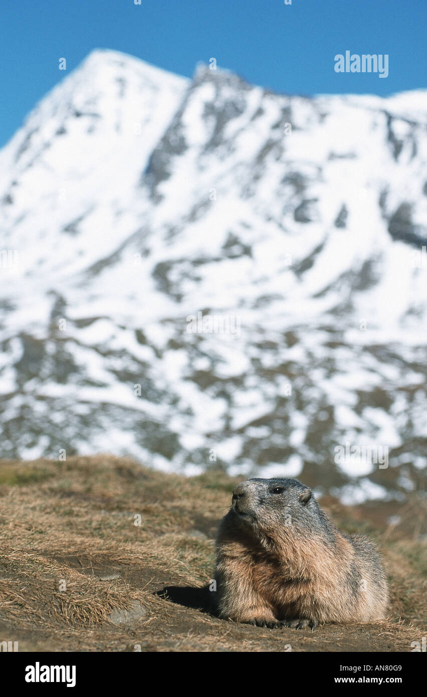 alpine marmot (Marmota marmota), sunbathing in front of the den ...
