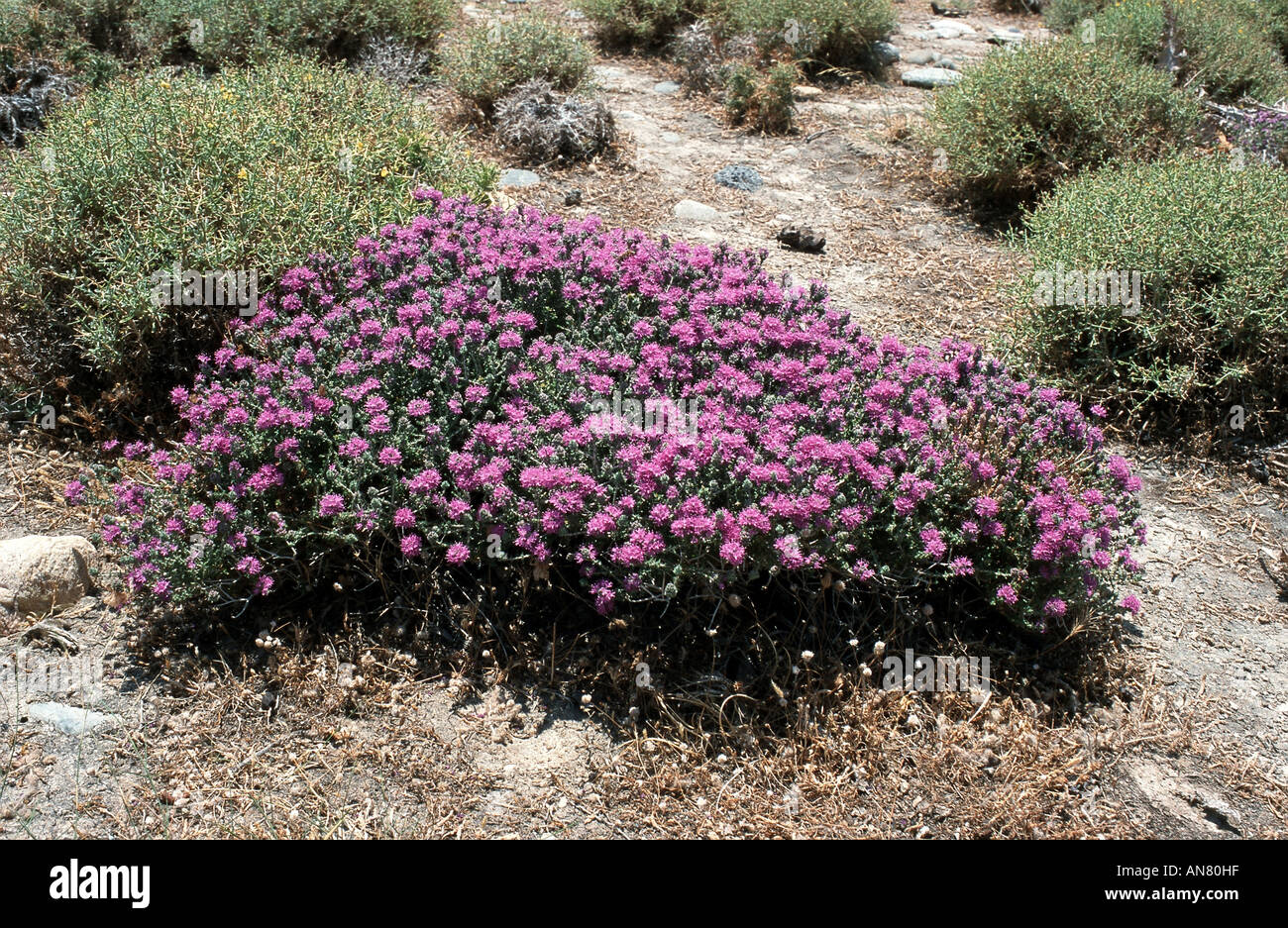thymus (Coridothymus capitatus, Thymus capitatus), blooming plant ...