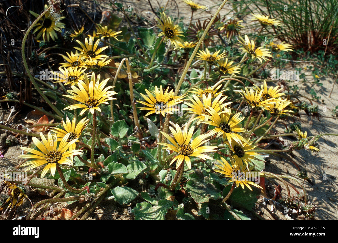 capeweed (Cryptostemma calendula), blooming plant, Portugal, Algarve ...