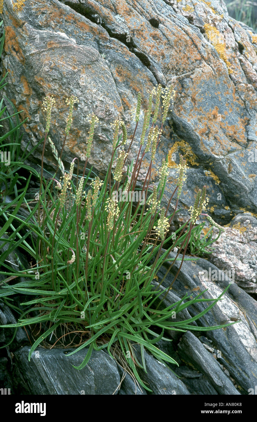 Plantago Maritimo Sea Plantain (Plantago Maritima) · INaturalist NZ