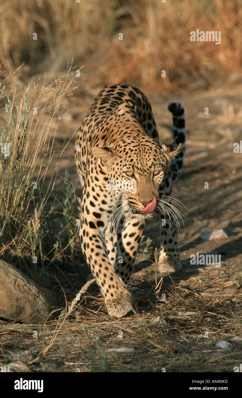 Black leopard prowling hi-res stock photography and images - Alamy