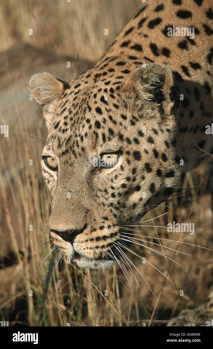 leopard (Panthera pardus), portrait, Namibia Stock Photo - Alamy