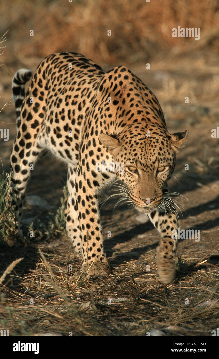 leopard (Panthera pardus), prowling, Namibia Stock Photo - Alamy