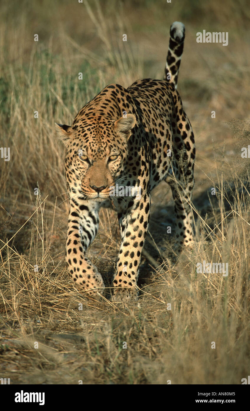 Black leopard prowling hi-res stock photography and images - Alamy