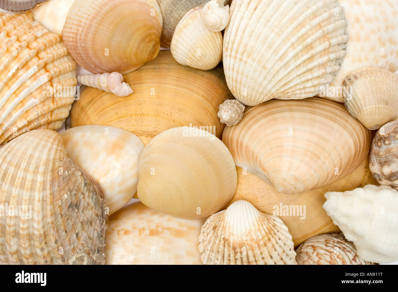 Bunch of brownish seashells Stock Photo - Alamy