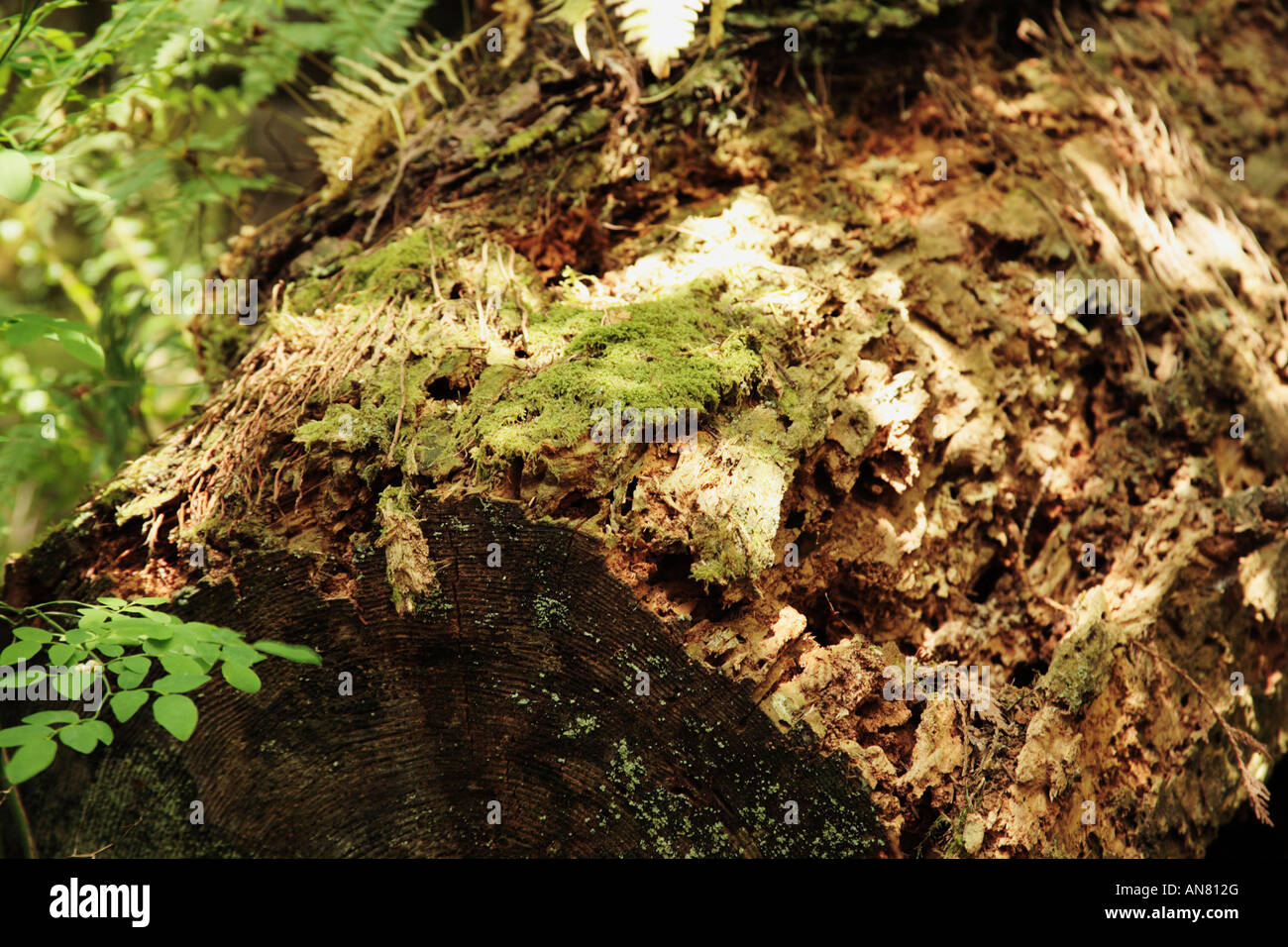 Moss on Log Stock Photo - Alamy
