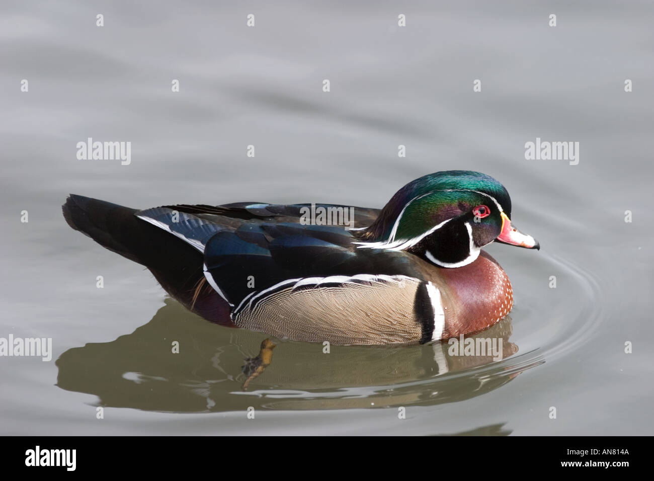 Chicago duck hi-res stock photography and images - Alamy