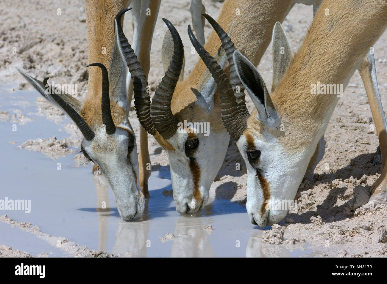 Three springbok or springbuck Antidorcas marsupialis drinking from ...